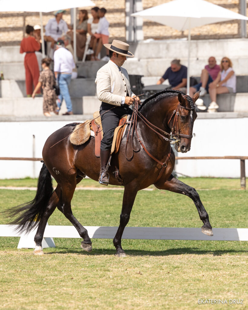 Recommended Lusitanos: US and Canada - US Lusitano Association
